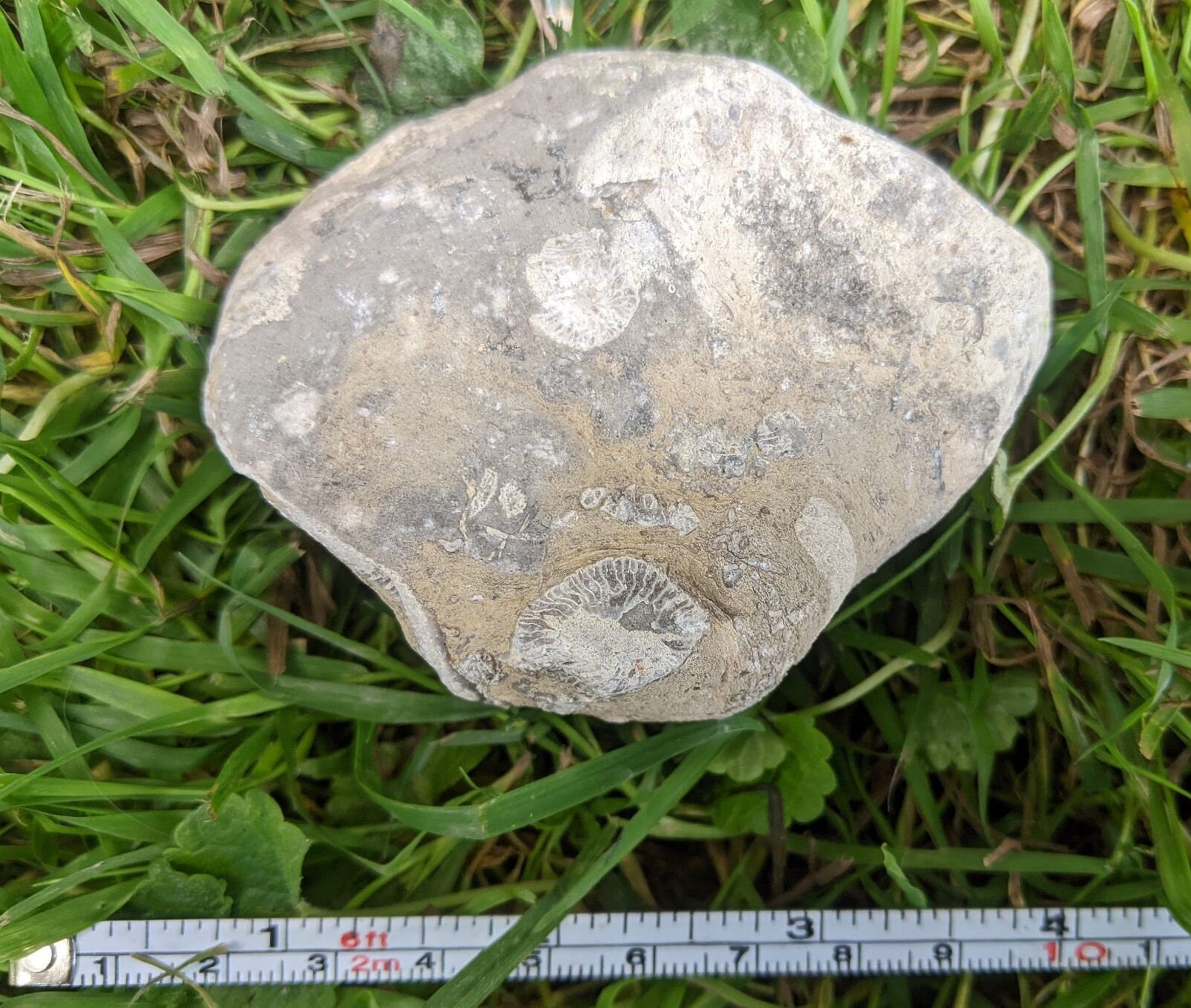 Michigan Rugosa Crinoid and Cladophora Fossil Conglomerate - Etsy