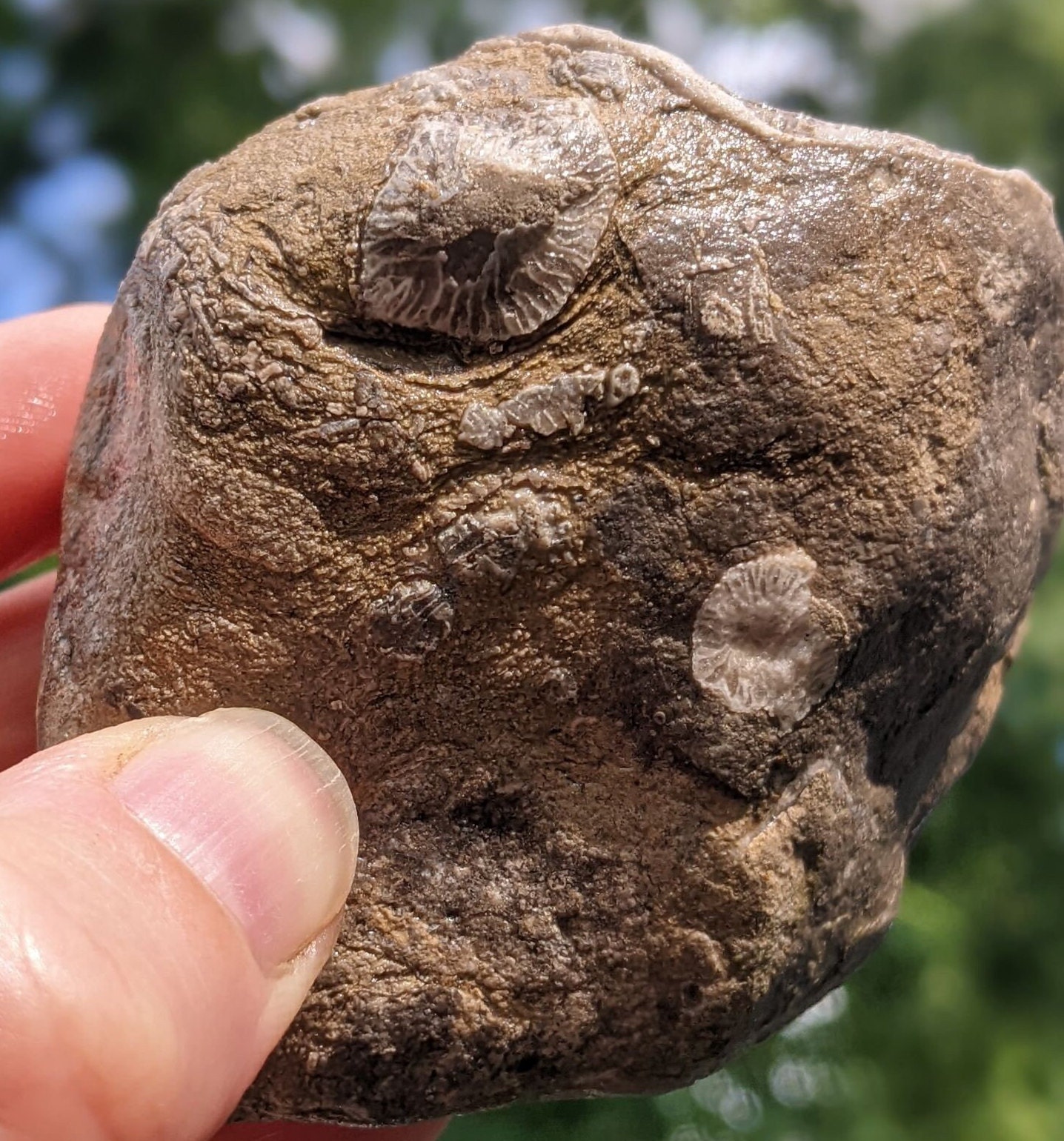 Michigan Rugosa Crinoid and Cladophora Fossil Conglomerate - Etsy