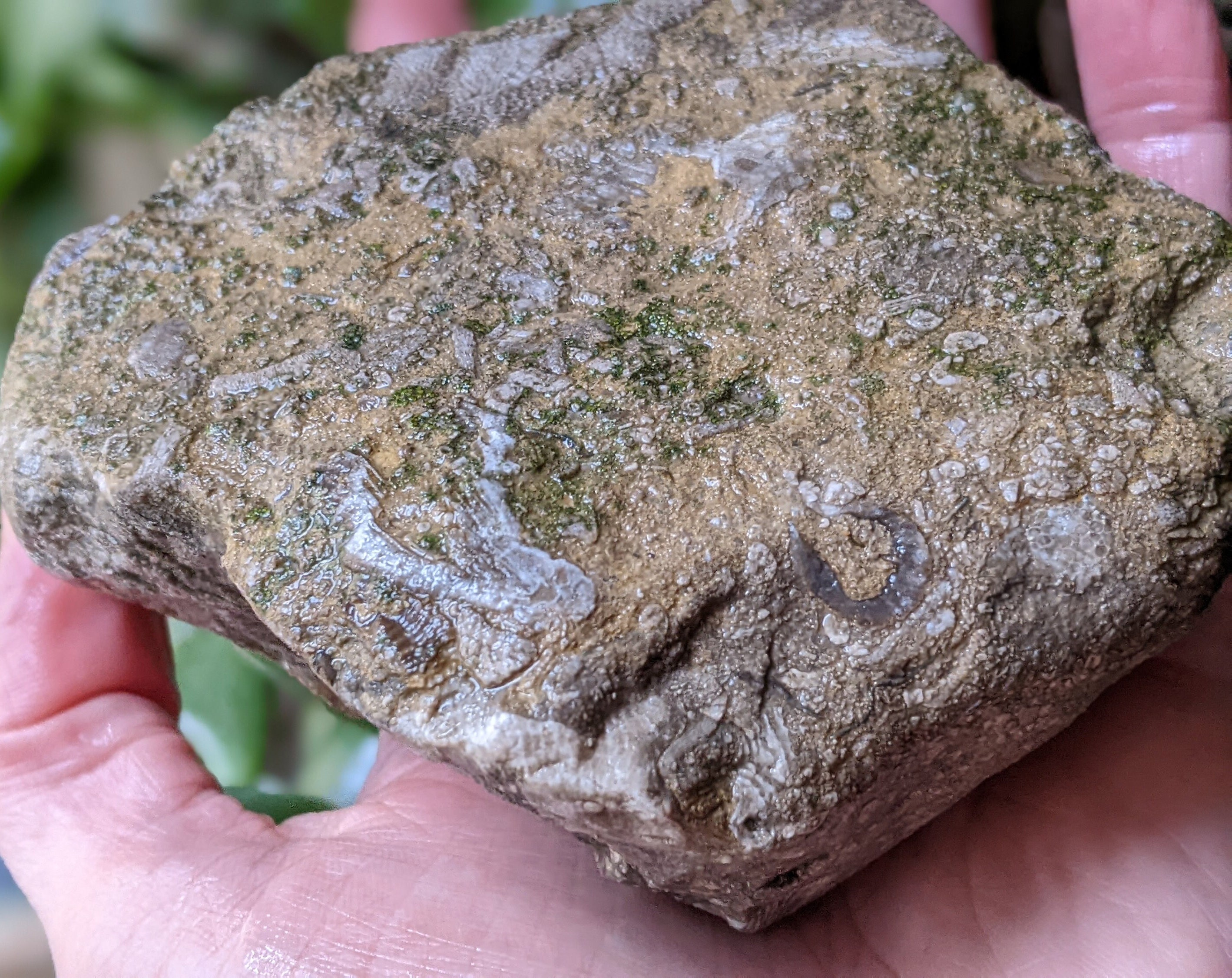 Michigan Cladophora, Crinoid and Rugosa Fossil Conglomerate algae, Sea ...