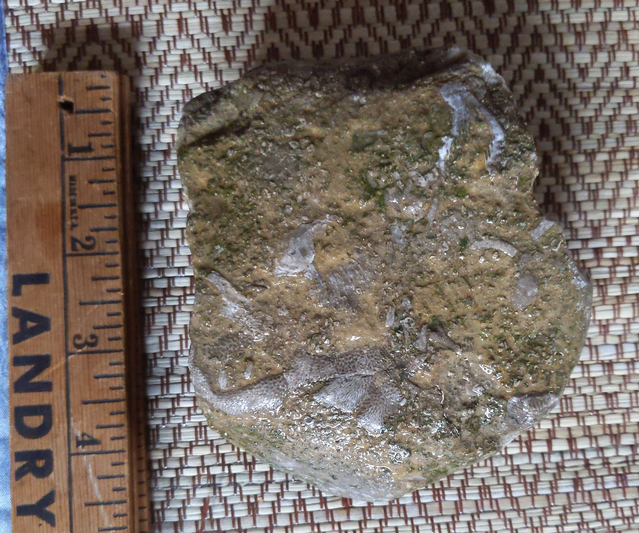 Michigan Cladophora, Crinoid and Rugosa Fossil Conglomerate algae, Sea ...