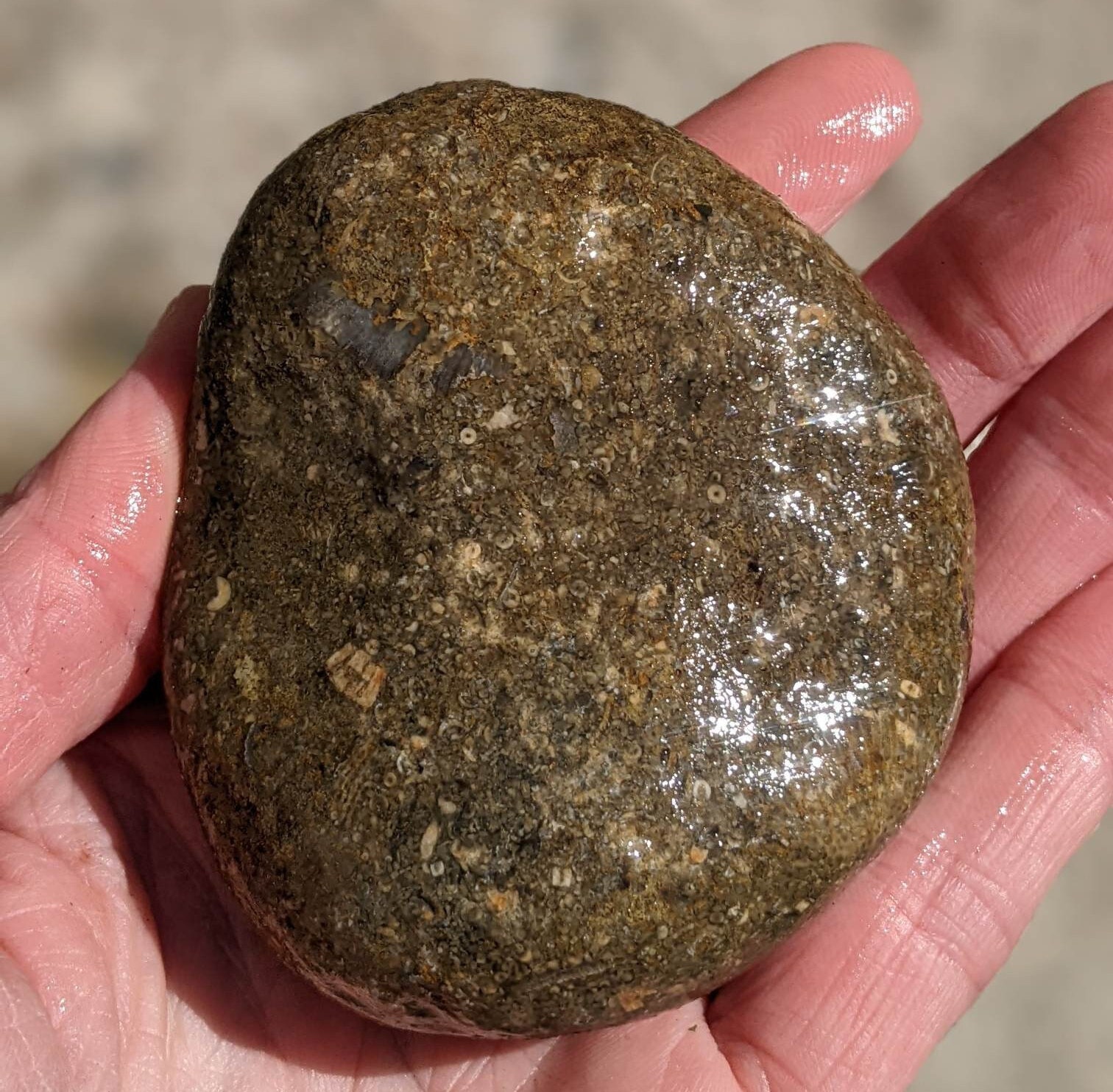 Michigan Rugosa and Crinoid Fossil Conglomerate (horn Coral, Sealilies ...