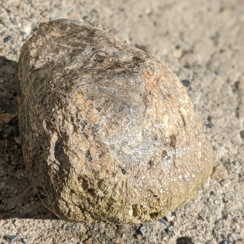 Michigan Charlevoix Stone Fossil (favosite Honeycomb Coral, Limestone ...