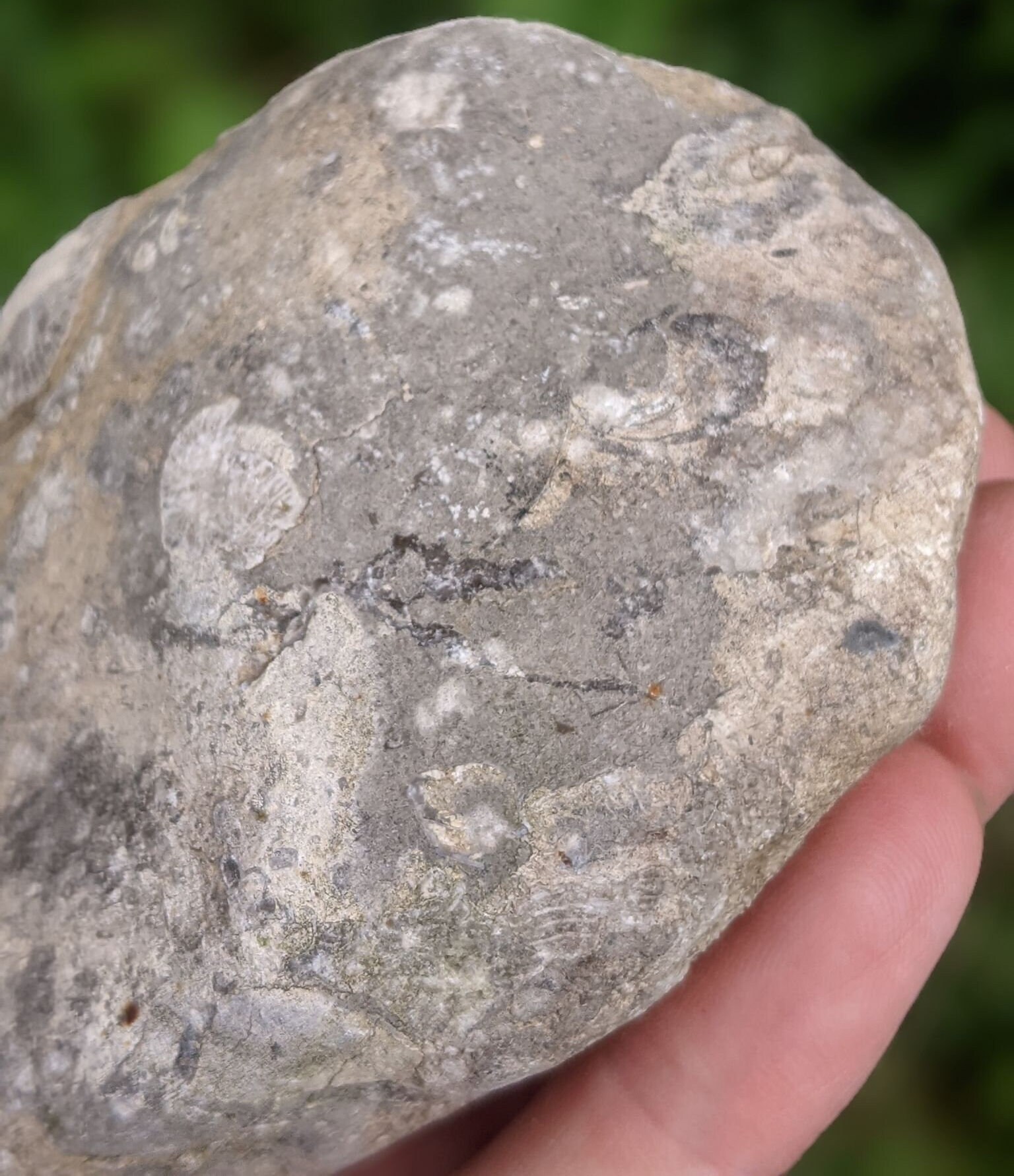 Michigan Rugosa Crinoid and Cladophora Fossil Conglomerate - Etsy