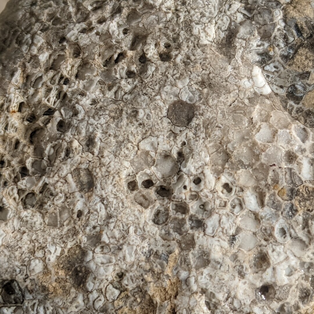 Michigan Charlevoix Stone Fossil (favosite Honeycomb Coral, Limestone ...
