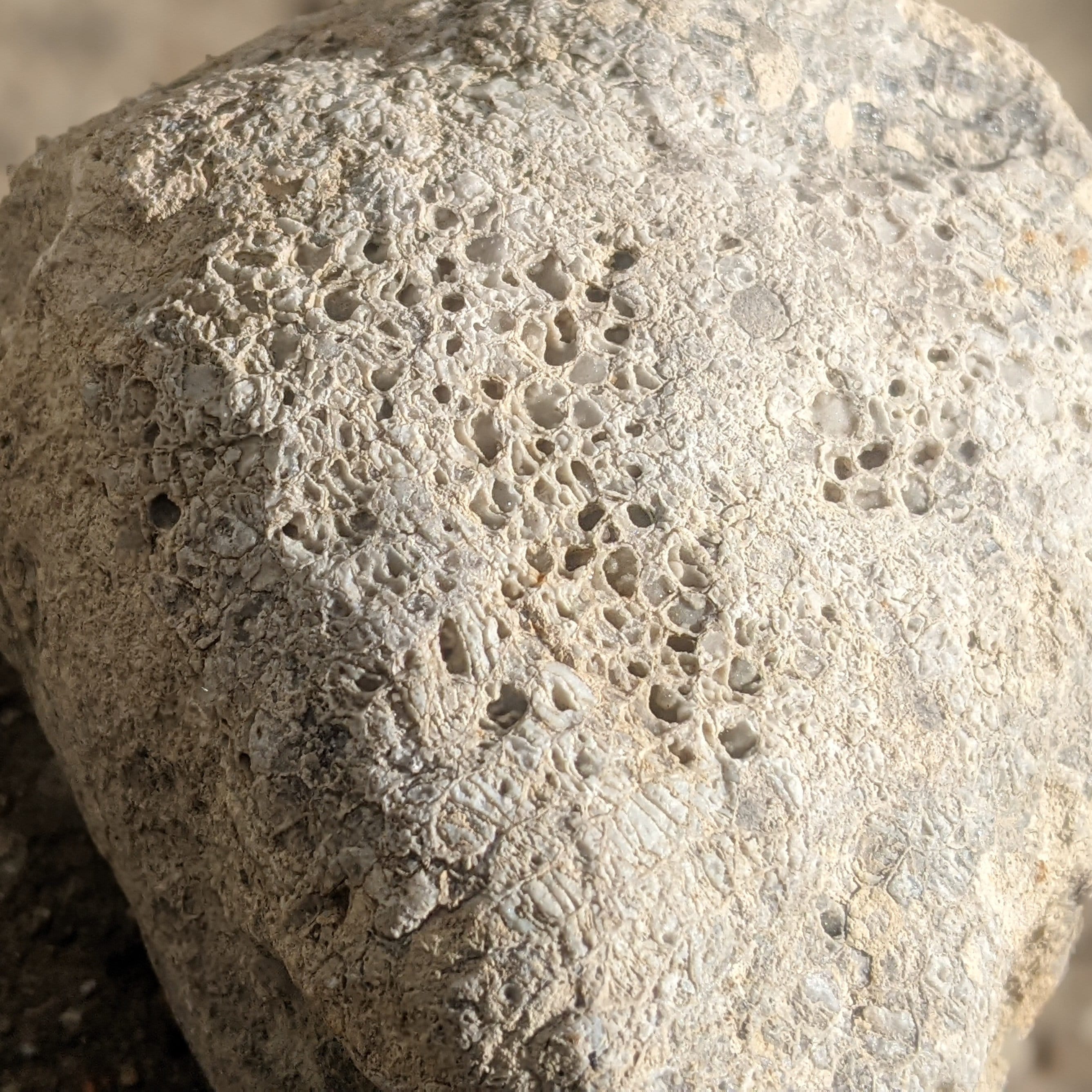 Michigan Charlevoix Stone Fossil (favosite Honeycomb Coral, Limestone ...