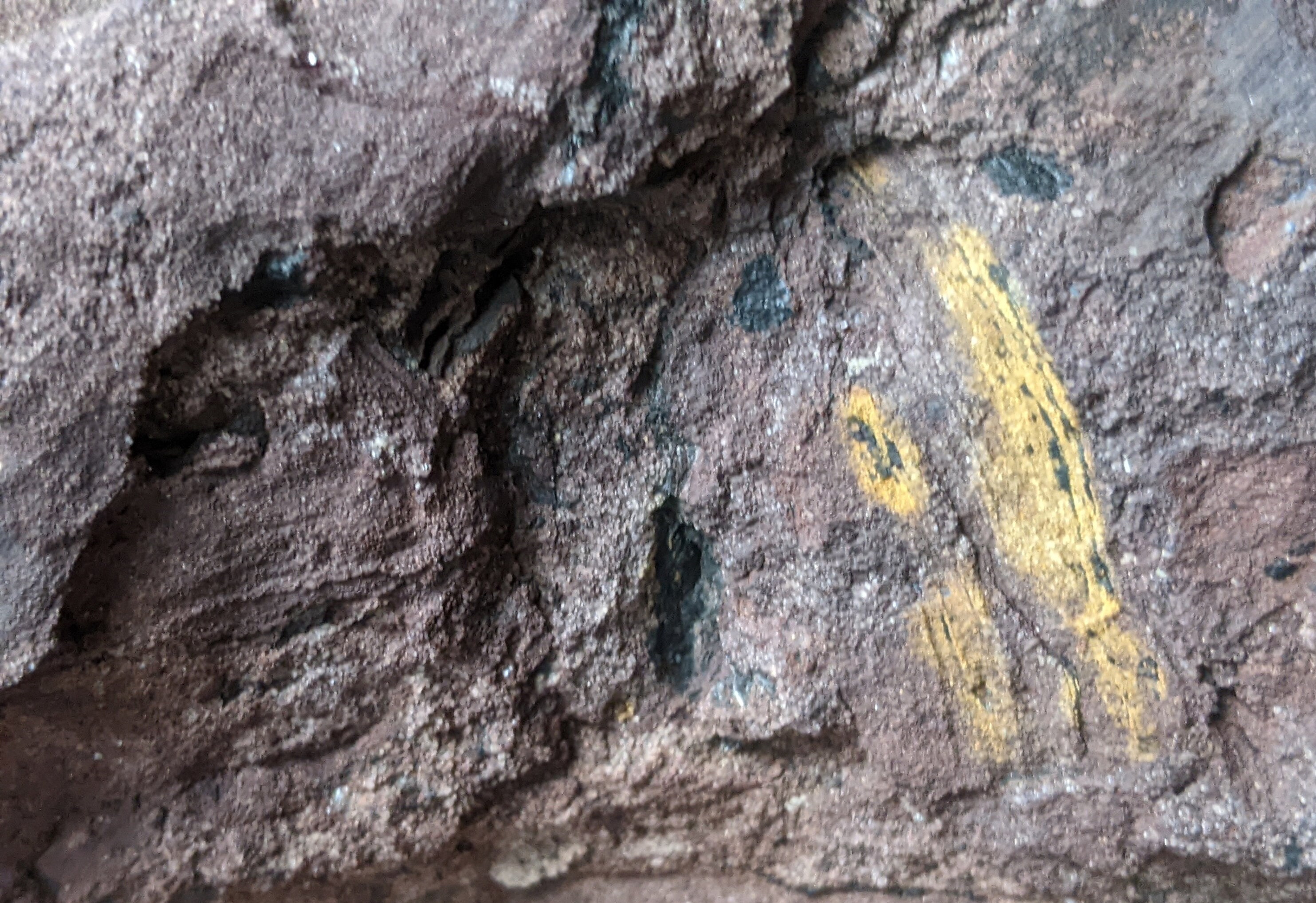 Michigan Cordaites Carboniferous Fossil ancient Conifer Tree Leaf 1.75 ...