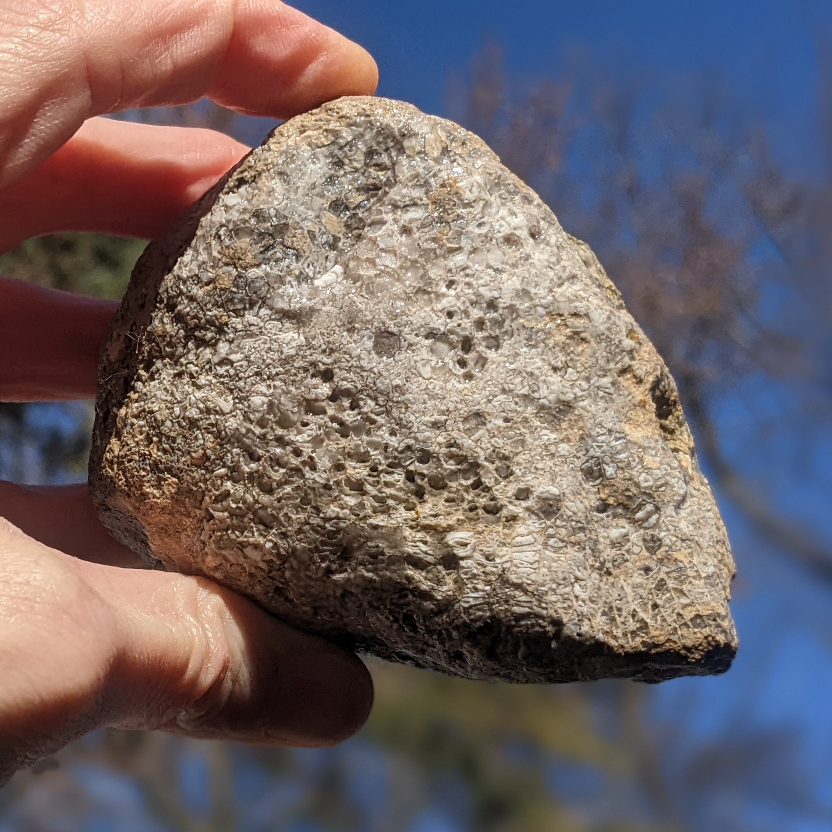 Michigan Charlevoix Stone Fossil (favosite Honeycomb Coral, Limestone ...