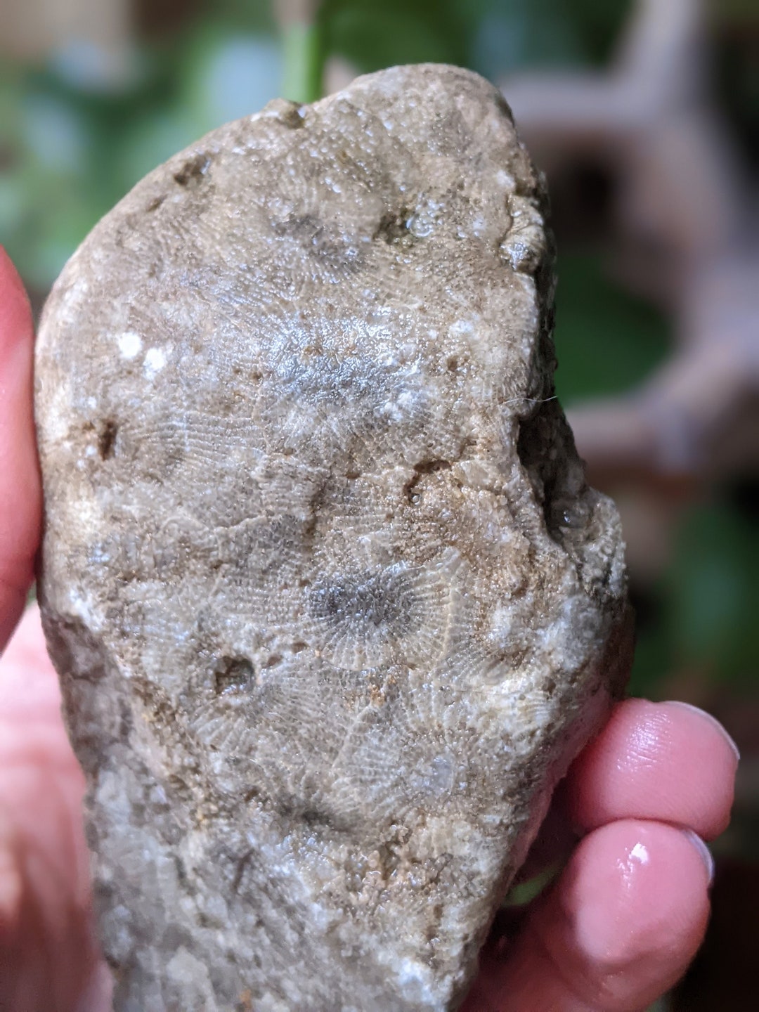Michigan Petoskey Stone .7 Lbs. Unpolished Natural - Etsy