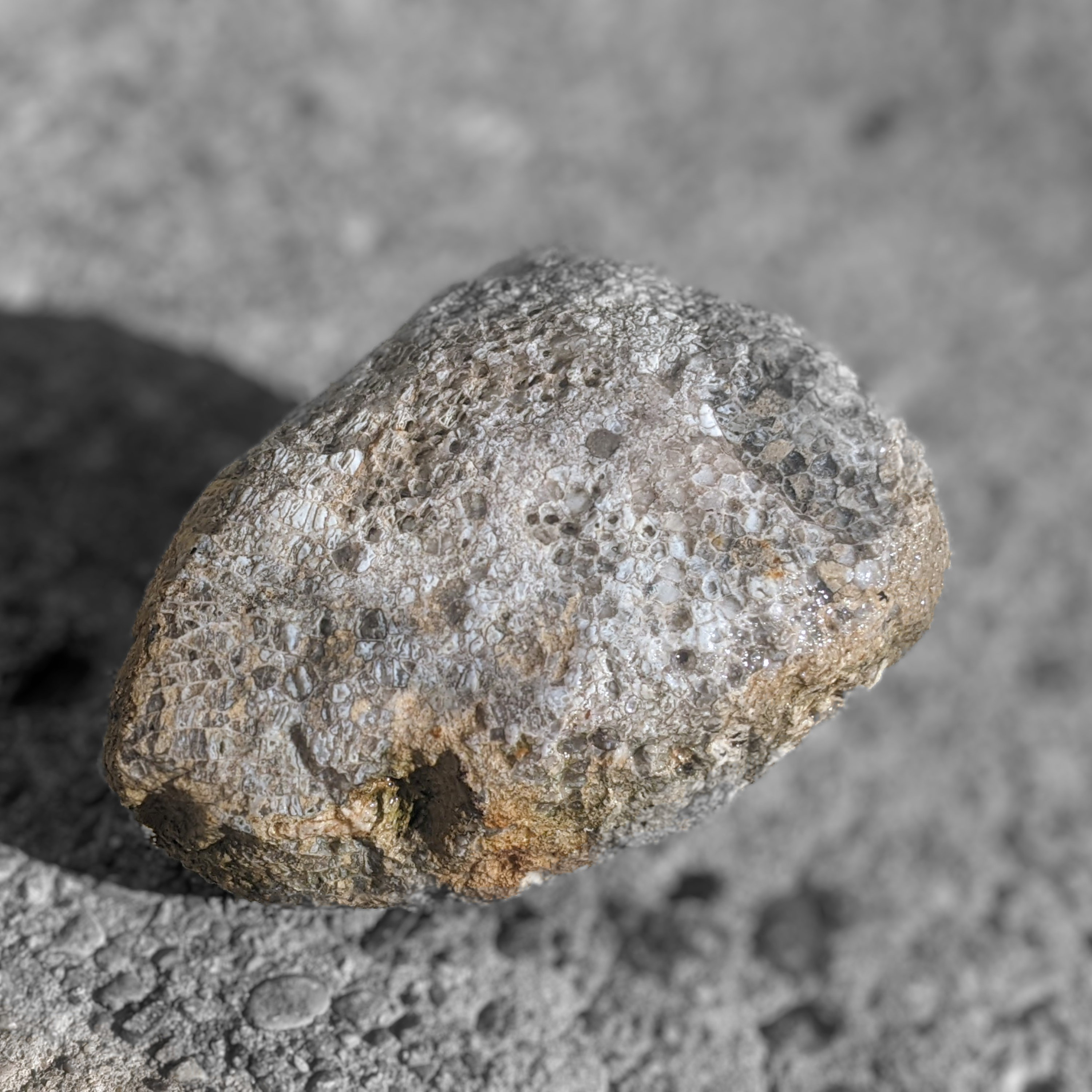 Michigan Charlevoix Stone Fossil (favosite Honeycomb Coral, Limestone ...