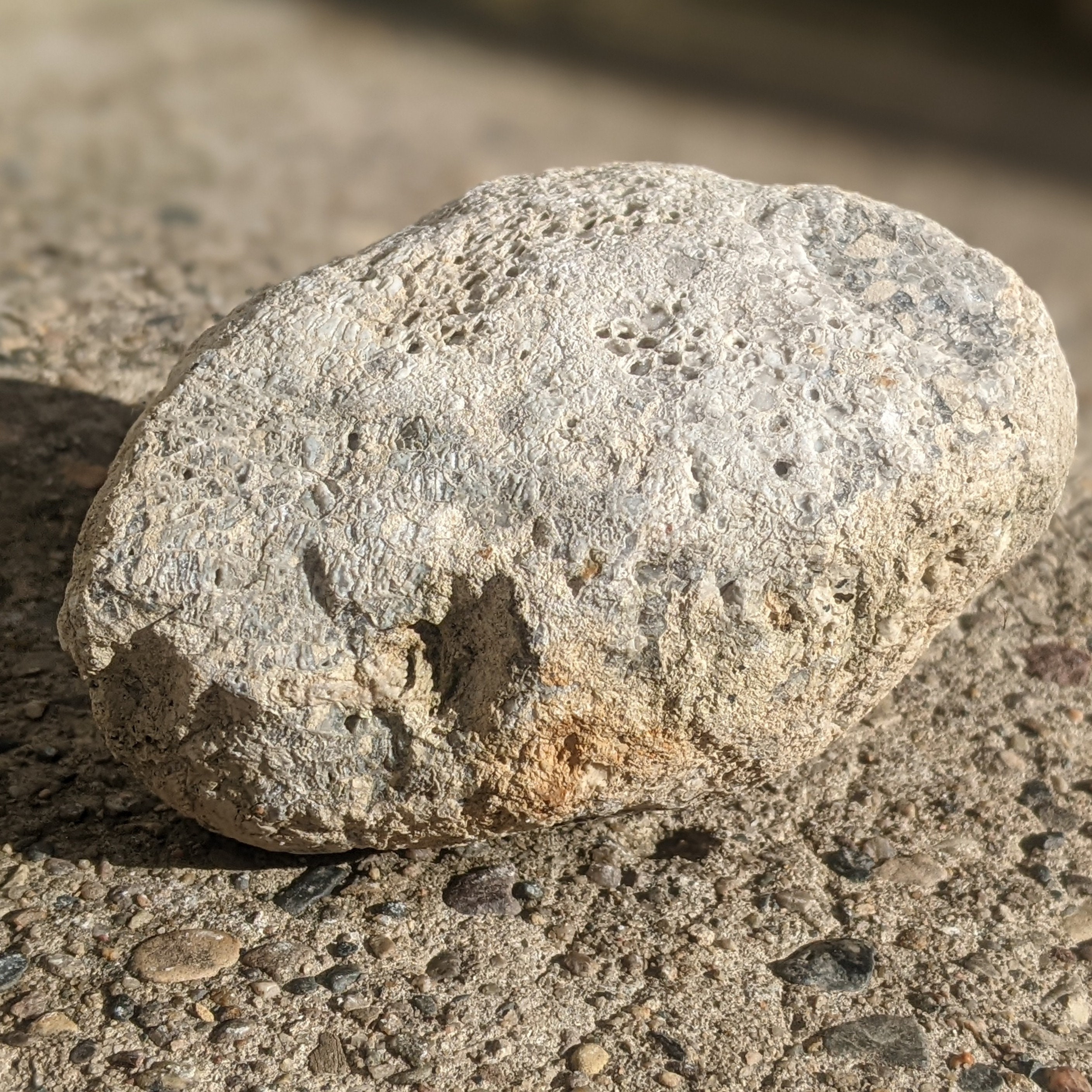 Michigan Charlevoix Stone Fossil (favosite Honeycomb Coral, Limestone ...
