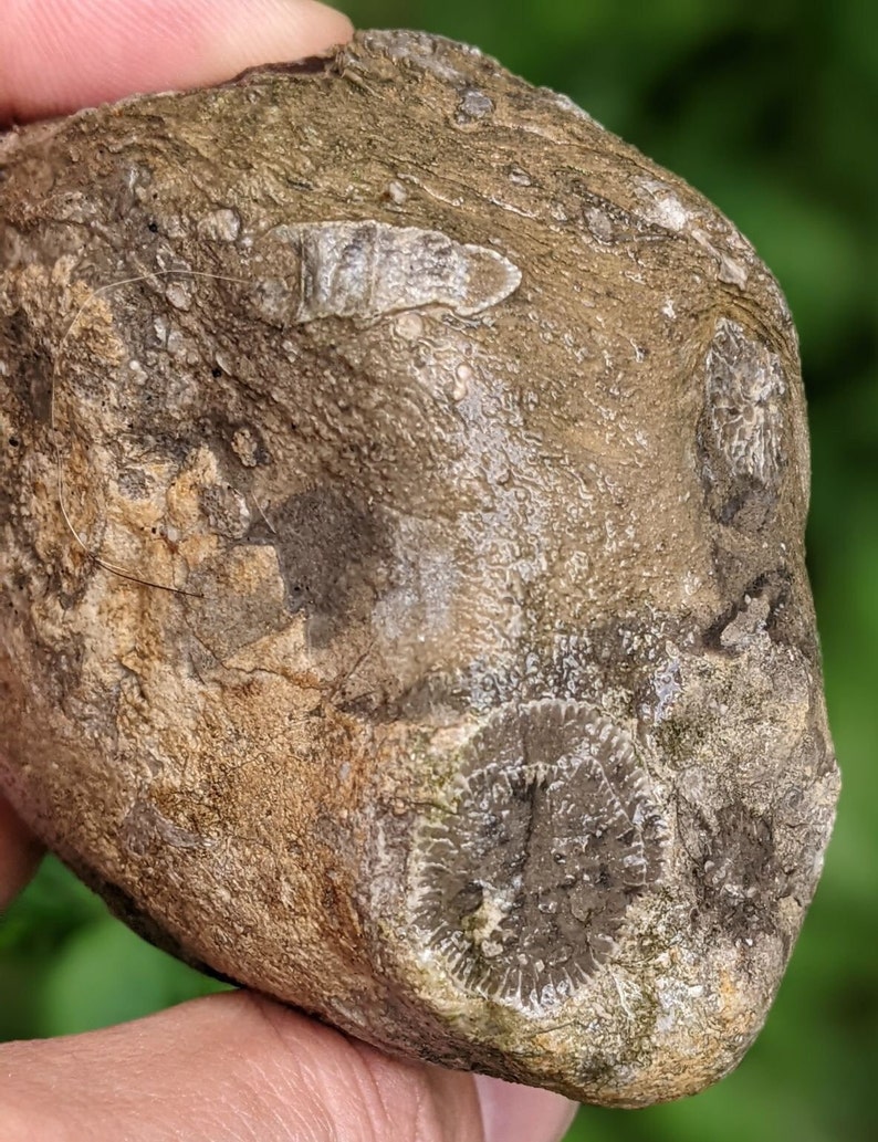 Michigan Rugosa Crinoid and Cladophora Fossil Conglomerate - Etsy