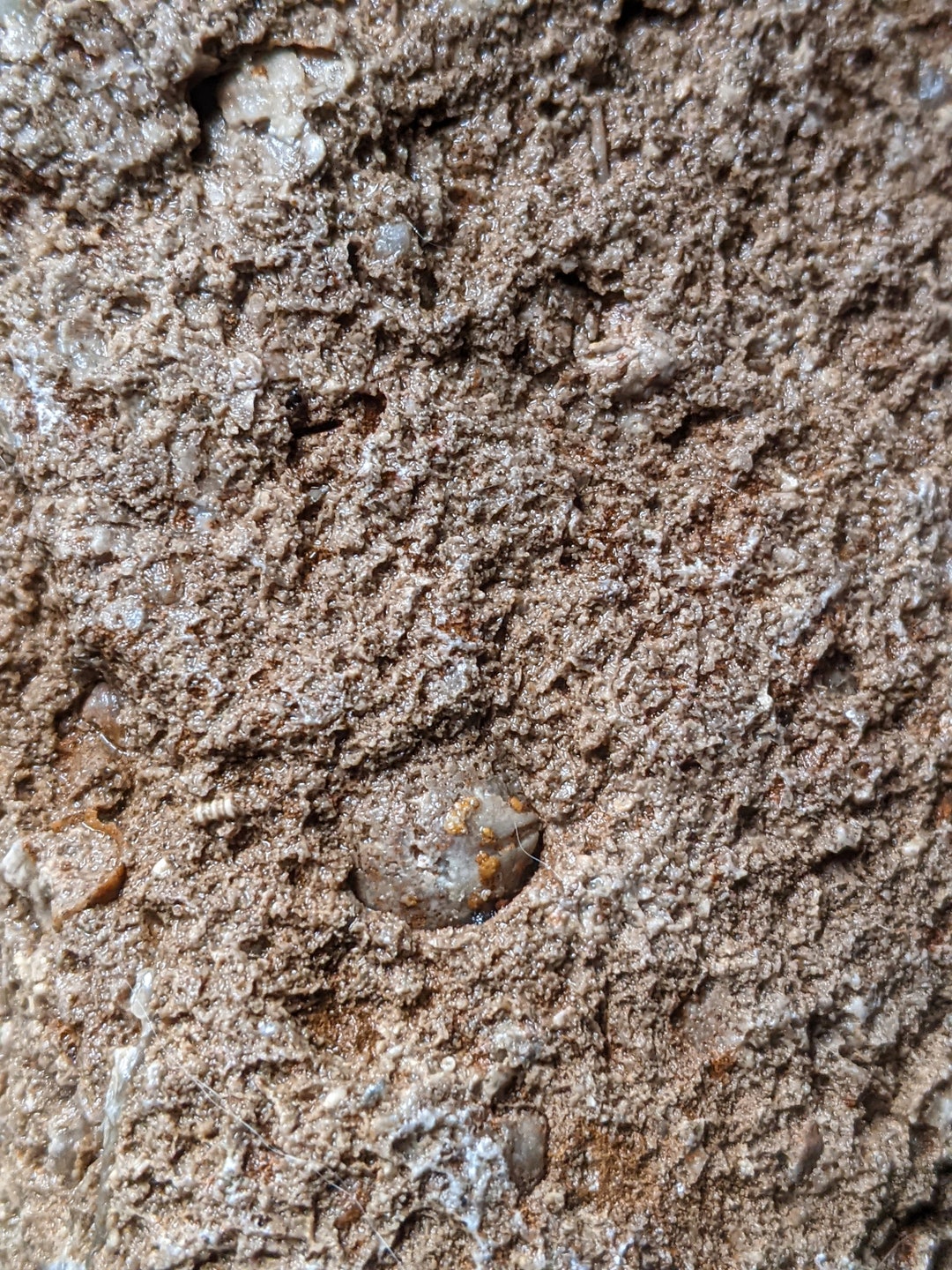 Michigan Brachiopod Fossil Conglomerate (pentamerus/ Lamp Shells ...