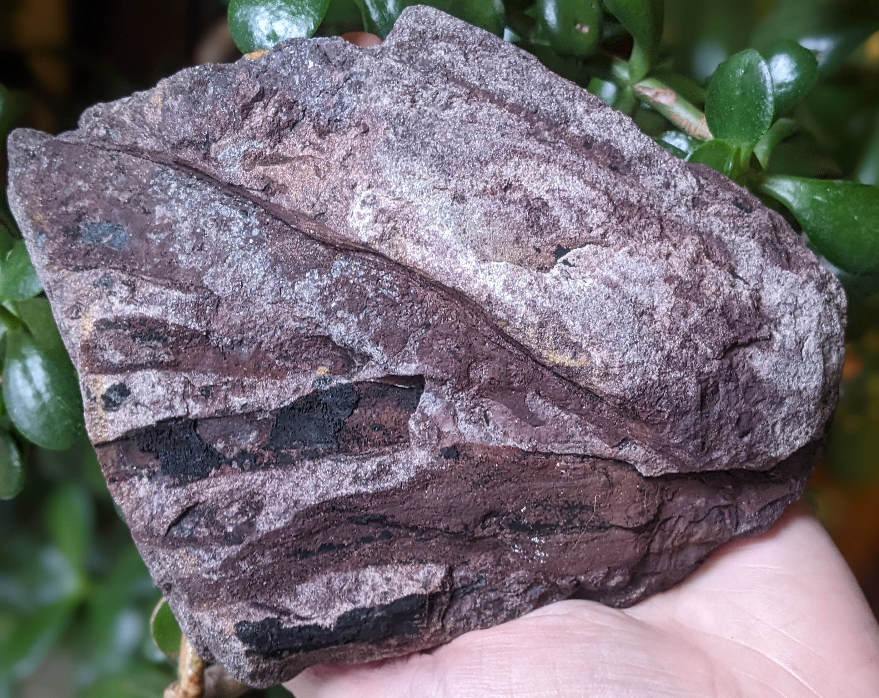 Michigan Cordaites Carboniferous Fossil (ancient Conifer Tree Leaf) 1. ...