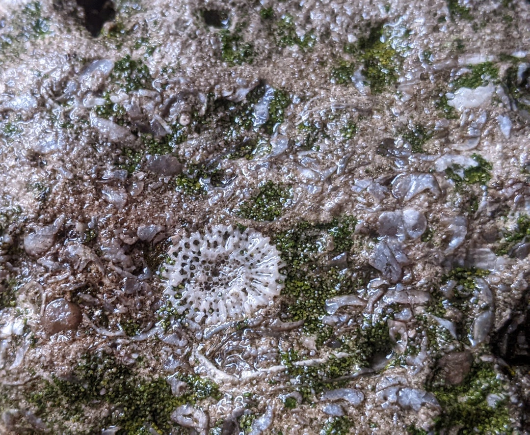 Michigan Rugosa and Crinoid Fossil Conglomerate (horn Coral, Sea Lilies ...