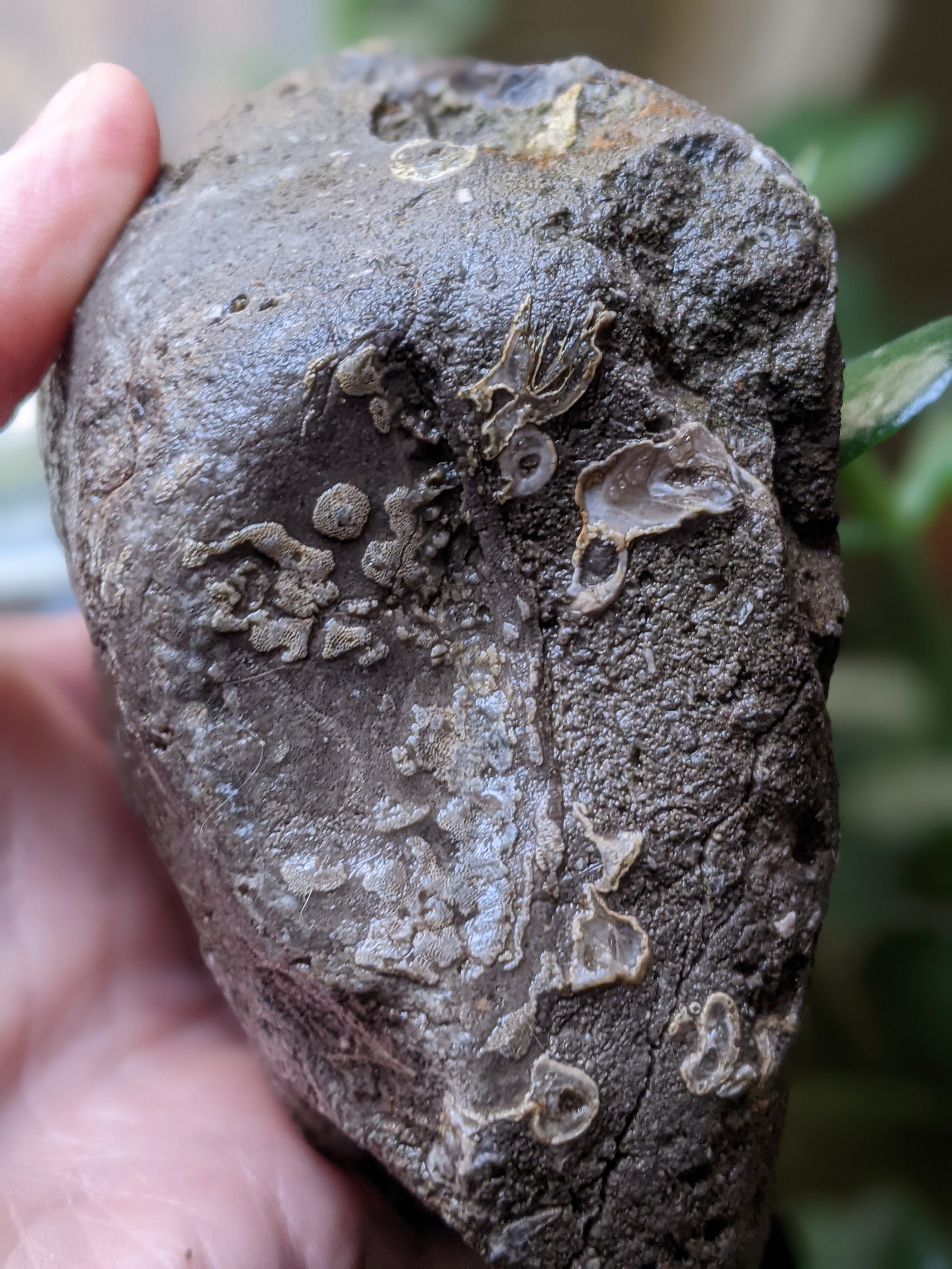 Michigan Crinoid Fossil (sea Lilies, Fossiliferous Limestone) 2 Lbs ...
