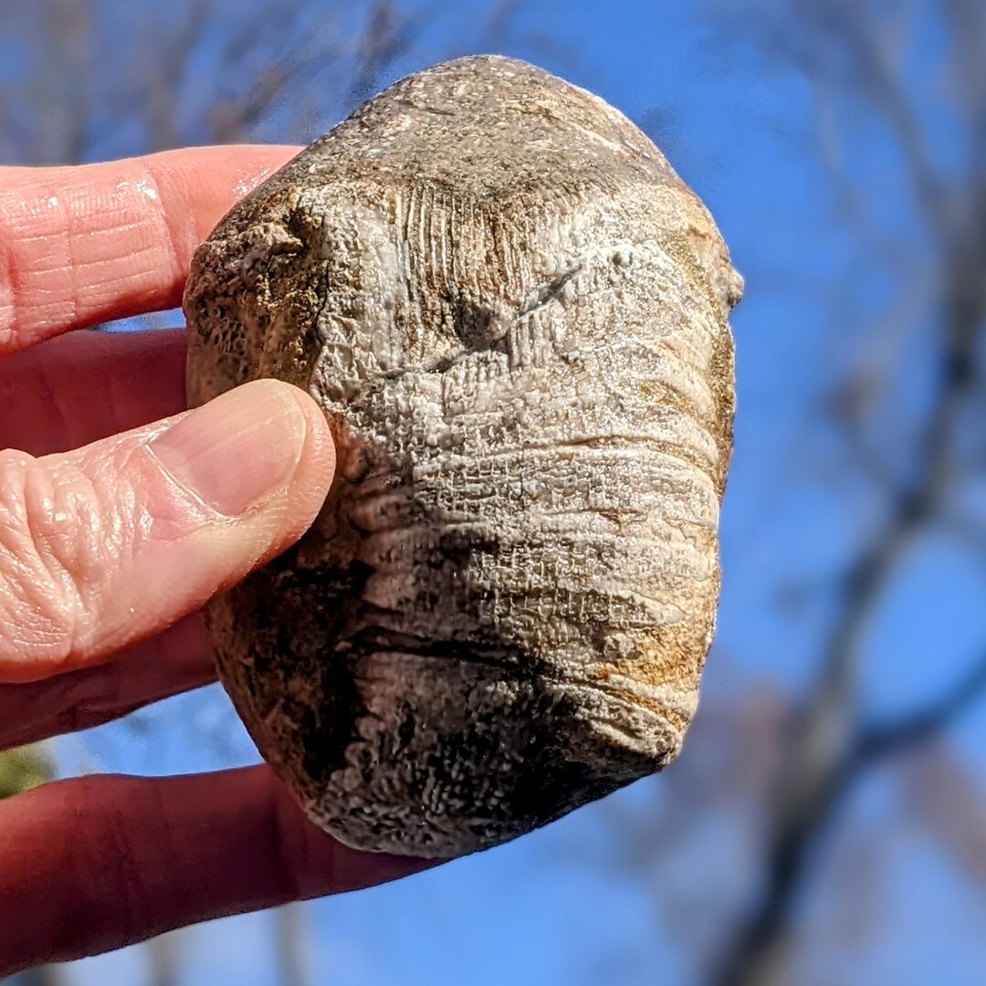 Michigan Rugosa Fossil (horn Coral, Limestone) 2.7 Oz. - Etsy