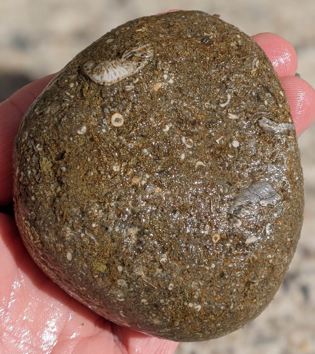 Michigan Rugosa and Crinoid Fossil Conglomerate (horn Coral, Sealilies ...