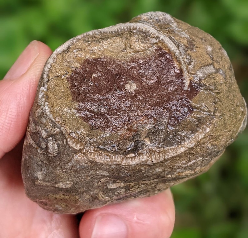 Michigan Rugosa, Crinoid and Cladophora Fossil Conglomerate (horn Coral ...