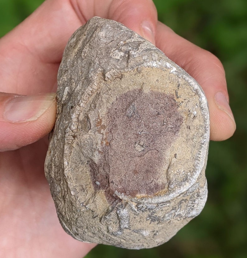 Michigan Rugosa Crinoid and Cladophora Fossil Conglomerate - Etsy