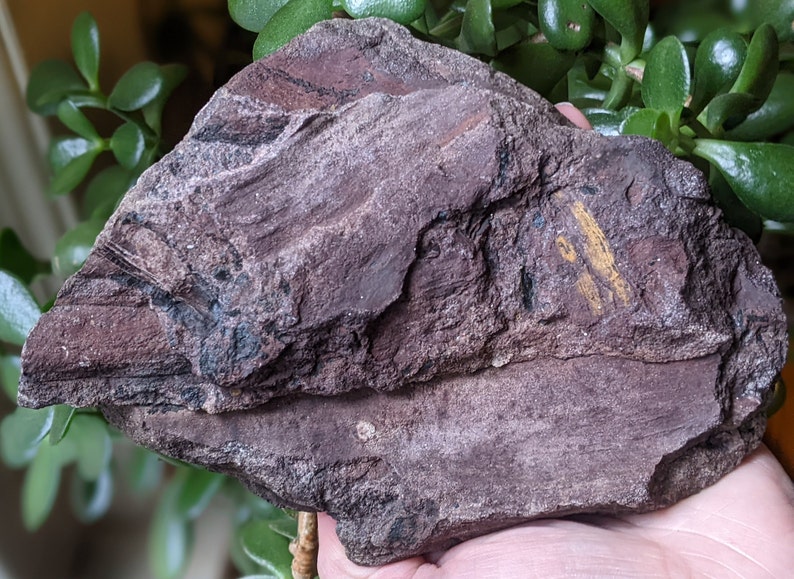 Michigan Cordaites Carboniferous Fossil (ancient Conifer Tree Leaf) 1. ...