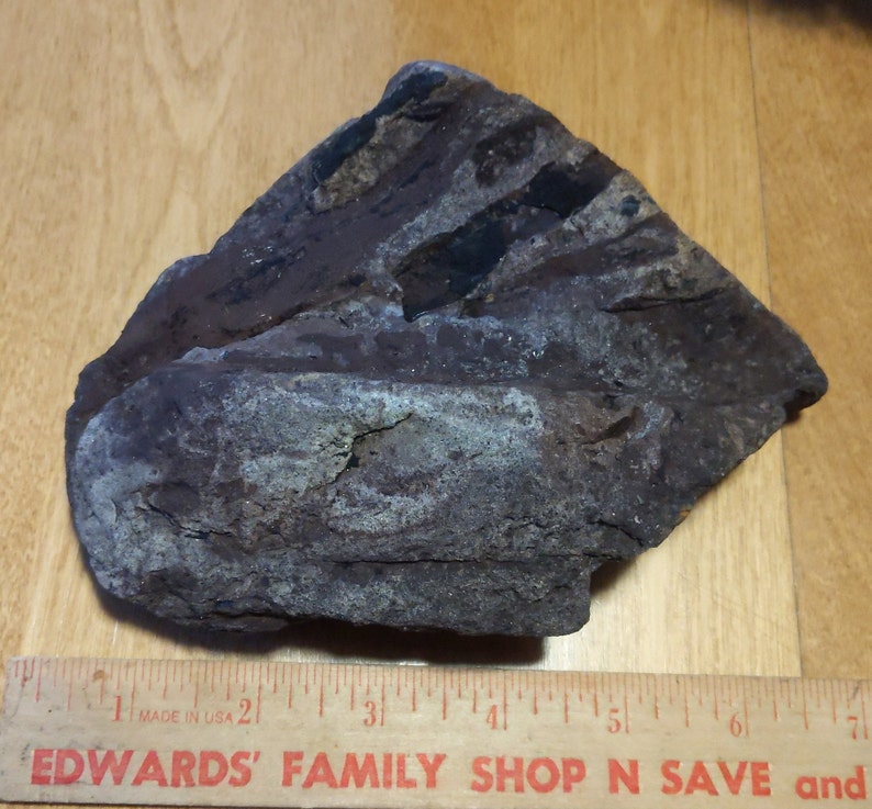Michigan Cordaites Carboniferous Fossil (ancient Conifer Tree Leaf) 1. ...