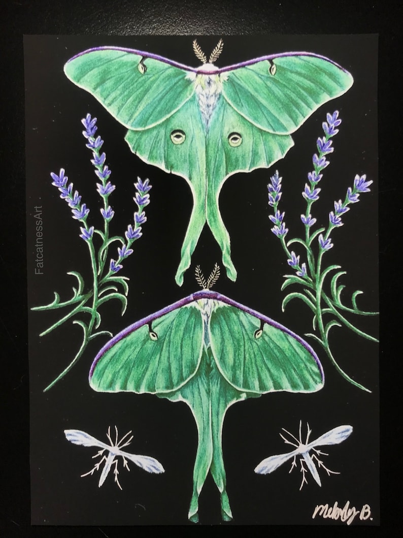 Whimsical Luna Moth Art Print - Etsy