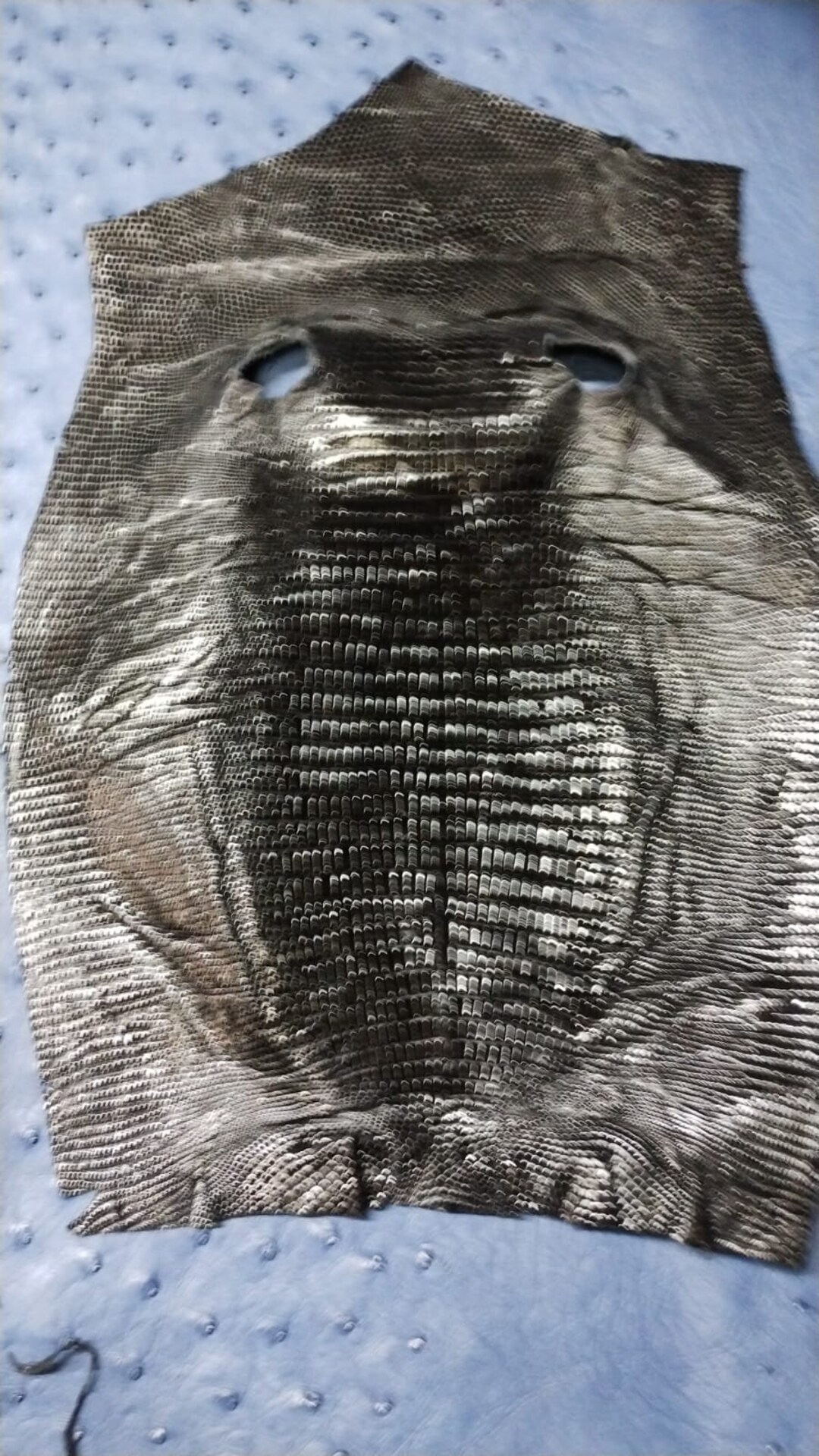 Genuine Lizard Skin Real Leather Teju Lizard Lizard - Etsy
