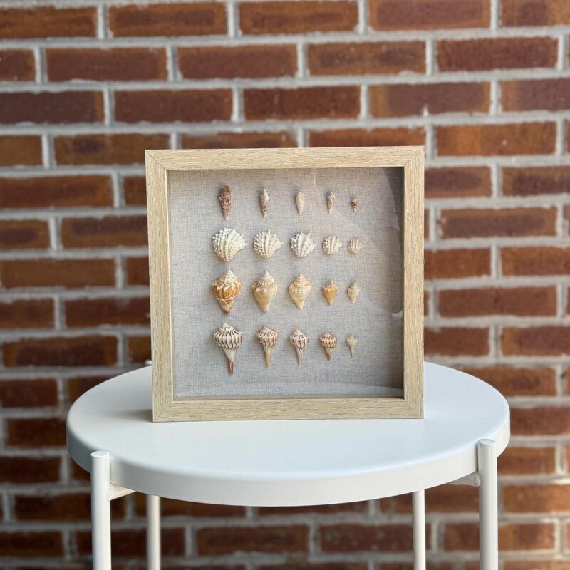 Seashell Shadow Box - Etsy