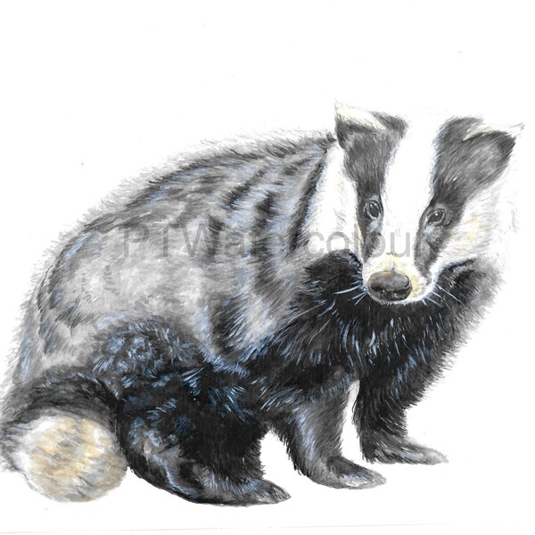 Badger Art - Etsy UK