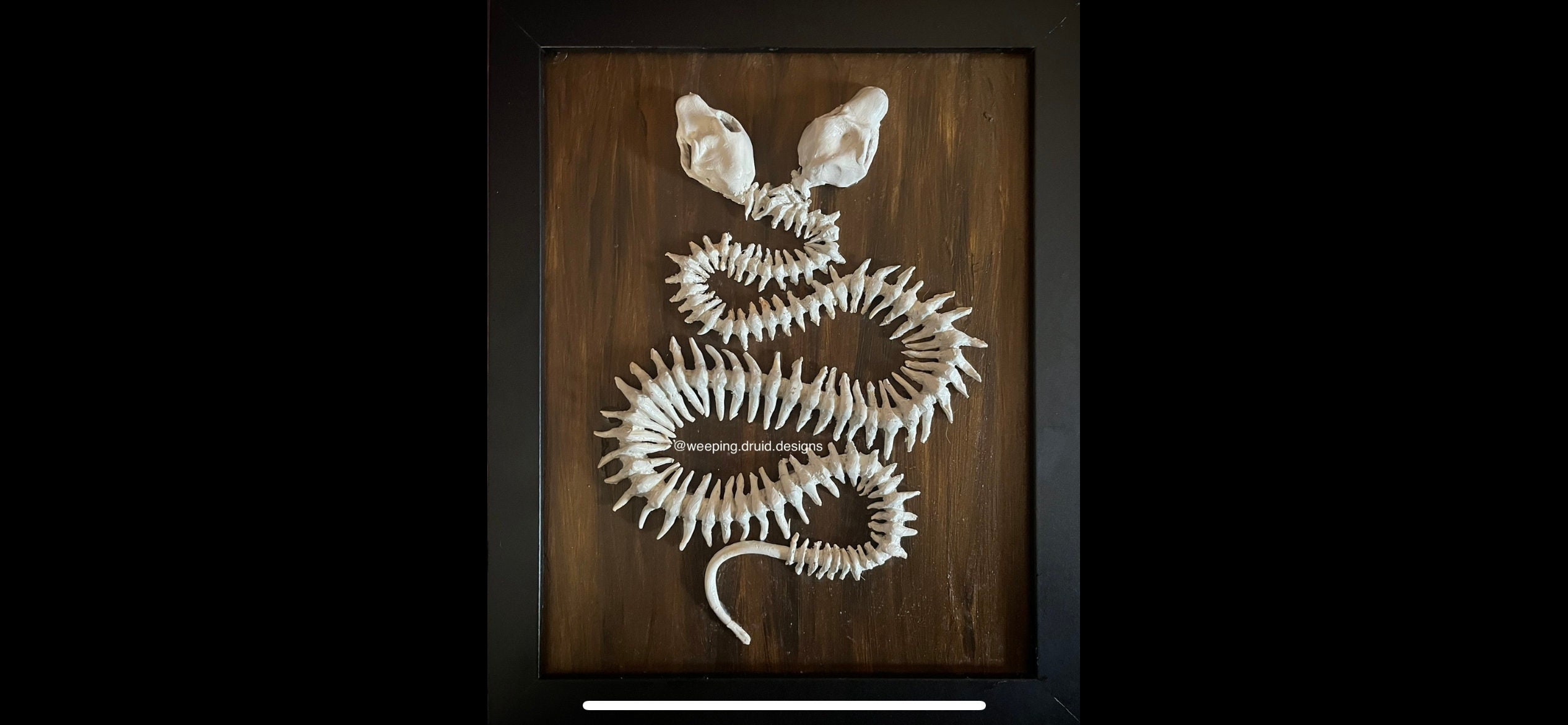 Snake Skeleton Sculpture Conjoined Twins Python Taxidermy - Etsy Australia