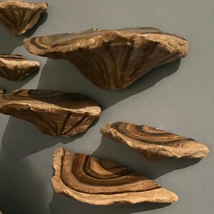 Set of 3 Mushroom Fungi Wall Shelf Polypore Wall Decor Nature Art ...