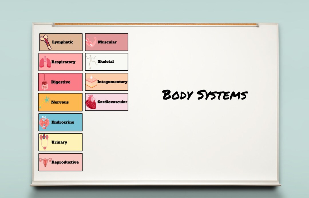 Body System Classroom Display - Etsy