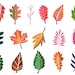 60 Procreate Stamp Set FALL Procreate Leaf Stamps Procreate Brushes ...
