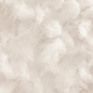 Beige Feather Wallpaper: Modern Abstract Mural, Peel and Stick #372 - Etsy