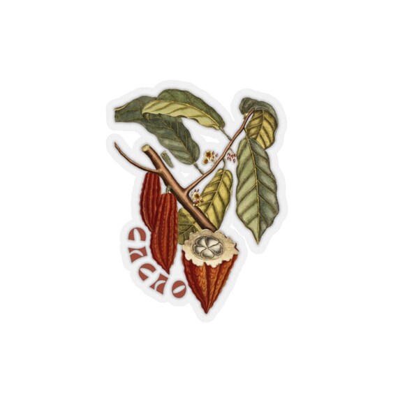 Cacao Tree Theobroma Cacao Botanical Art Print Illustration - Etsy