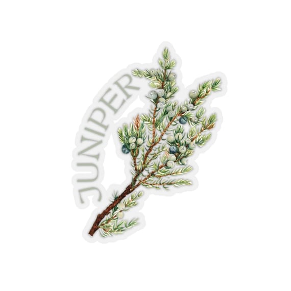 Juniper Tree Botanical Art Print Illustration Sticker - Etsy