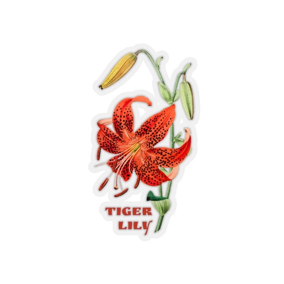Tiger Lily Botanical Art Print Illustration Sticker - Etsy
