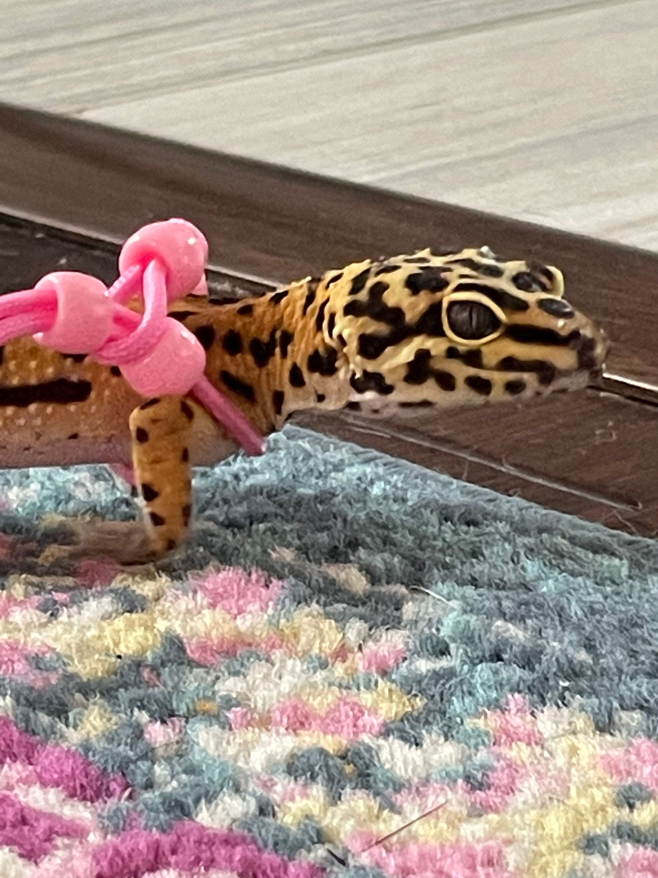 Leashyourlizard Gecko Harness Bearded Dragon Leash Leopard Gecko Leash ...