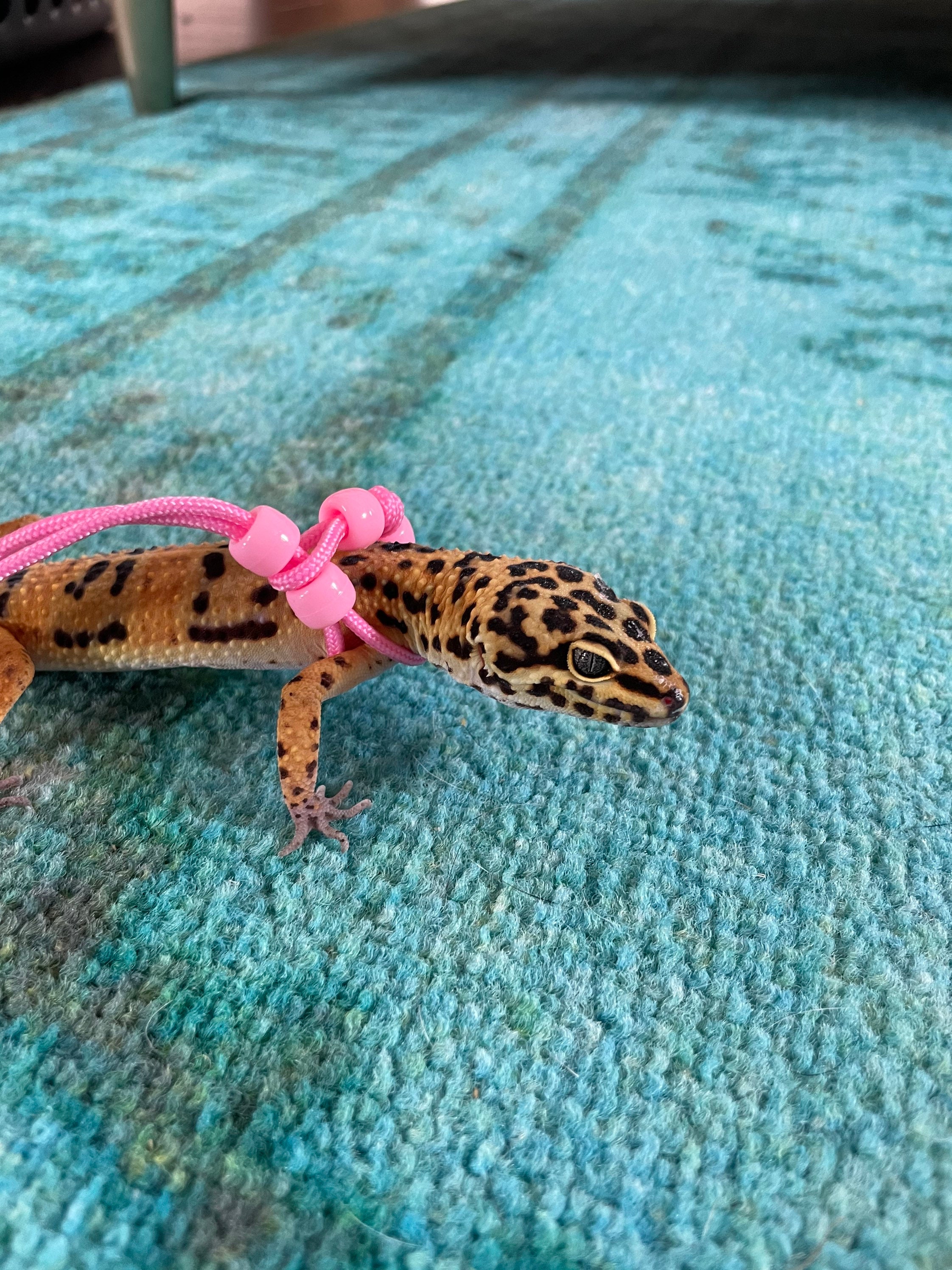 Leashyourlizard Gecko Harness Bearded Dragon Leash Leopard Gecko Leash ...