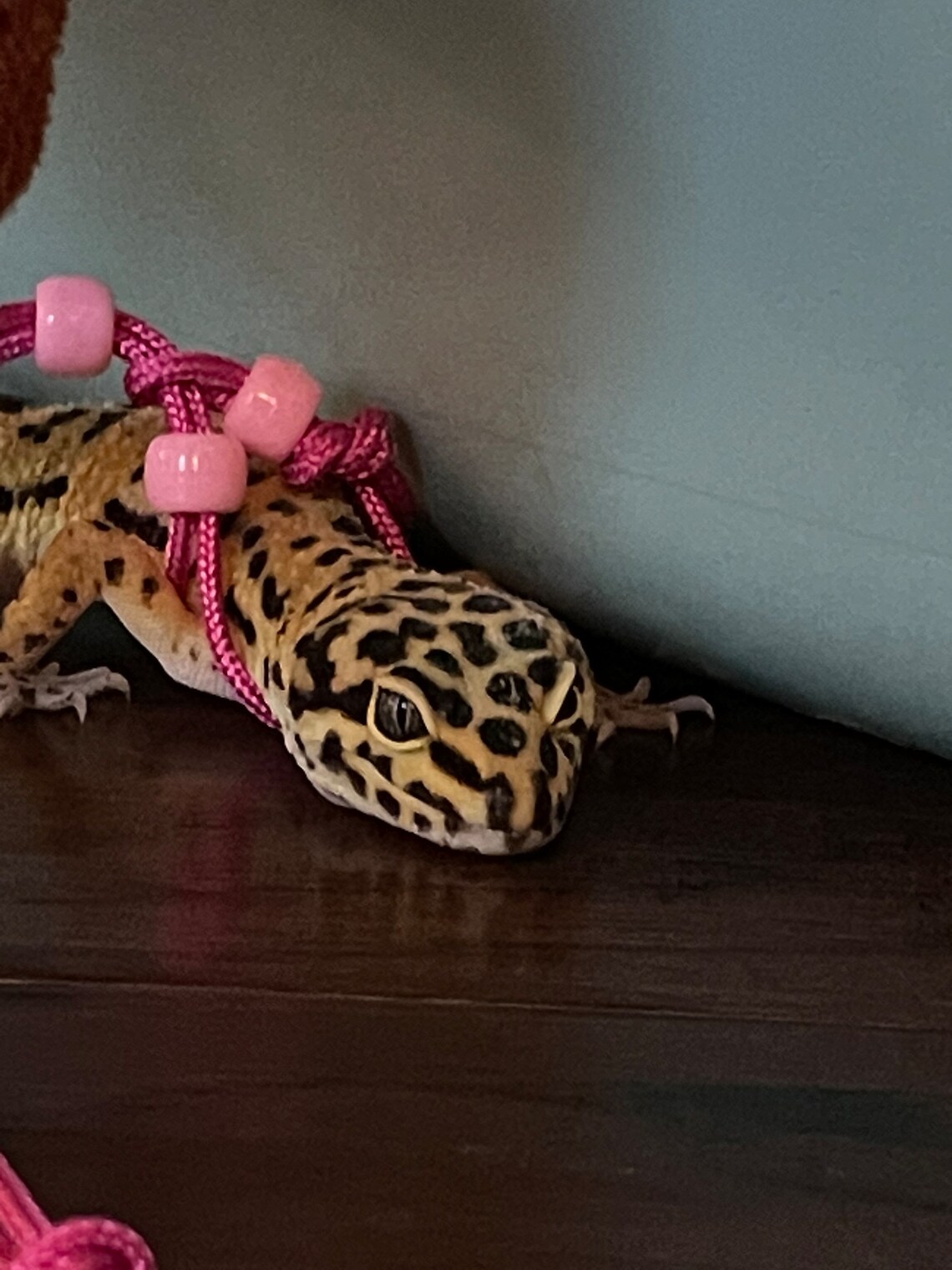 Leashyourlizard Gecko Harness Bearded Dragon Leash Leopard Gecko Leash ...