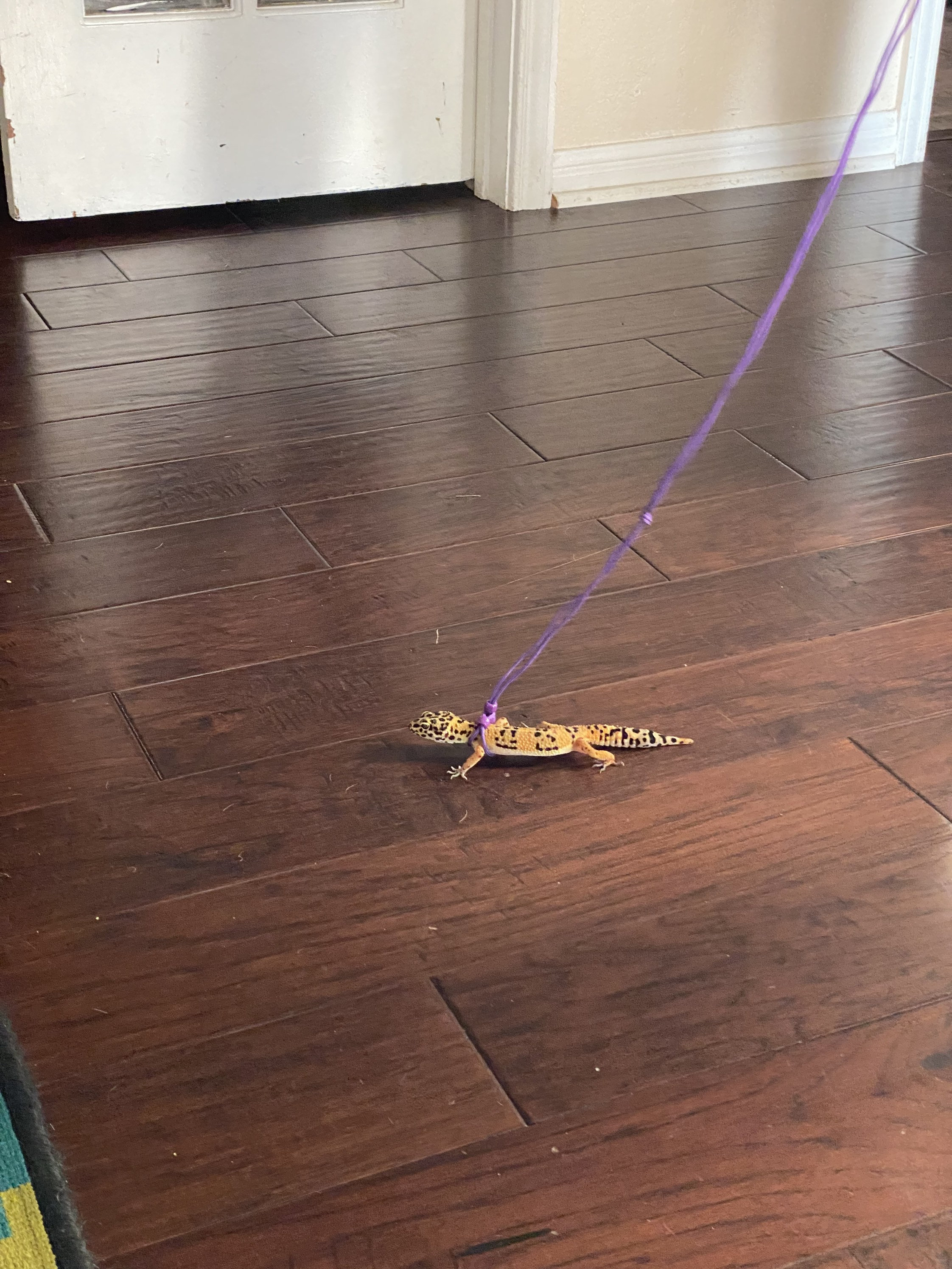Leashyourlizard Gecko Harness Bearded Dragon Leash Leopard Gecko Leash ...