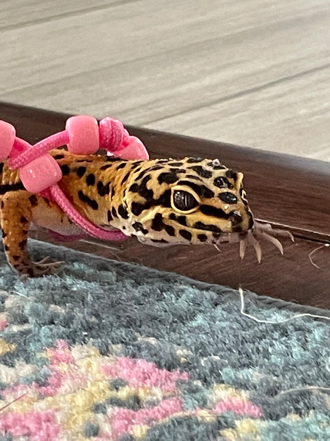 Leashyourlizard Gecko Harness Bearded Dragon Leash Leopard Gecko Leash ...