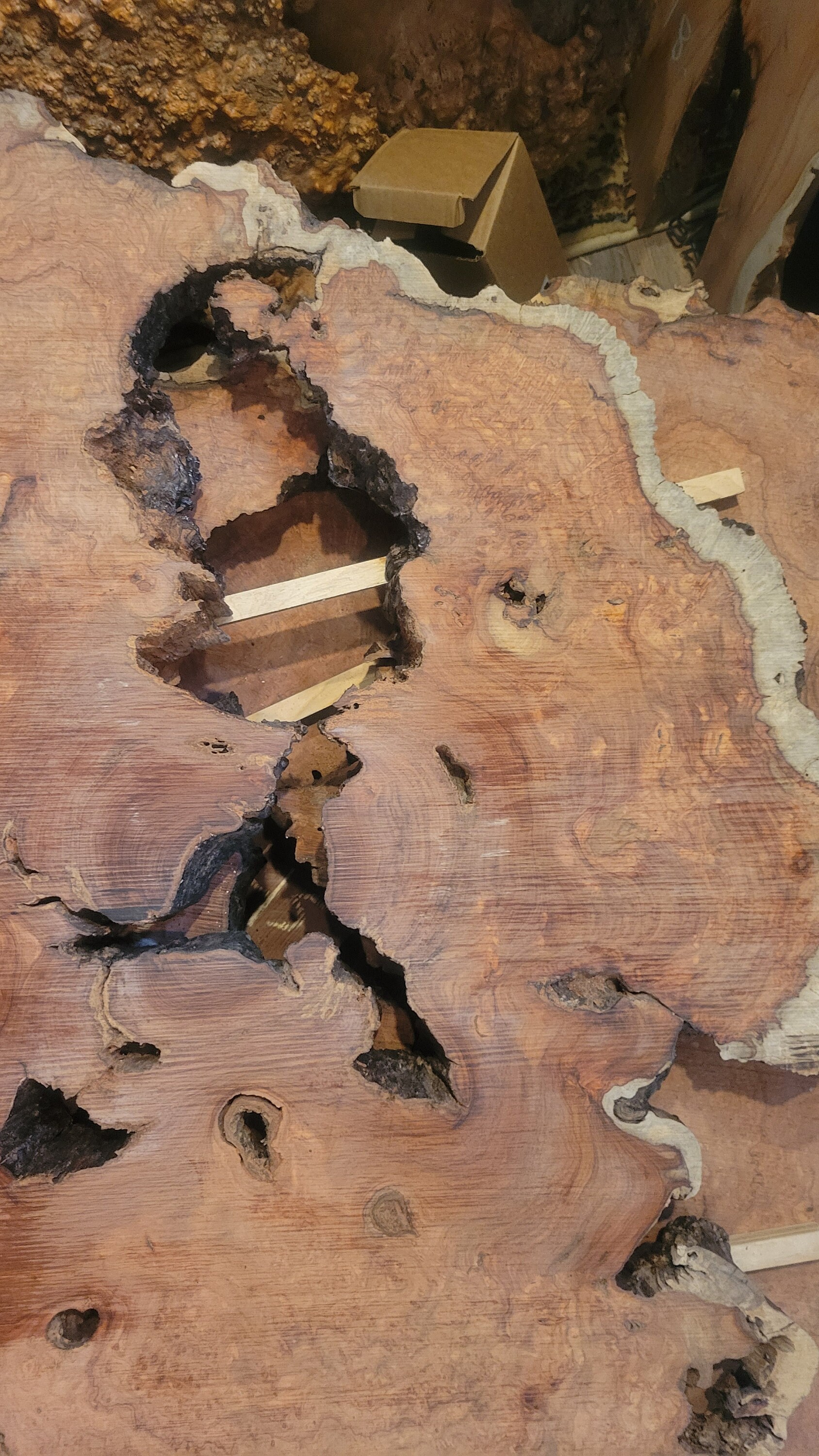 Large Amboyna Burl Cookie - Etsy