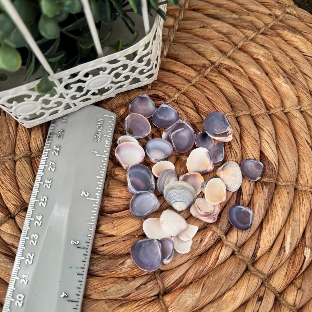 Purple/ Grey Clam Shells- .5oz - Etsy