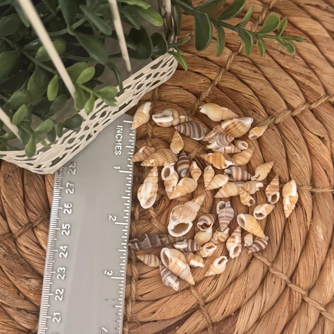 Mini Conch Shell - .5oz - Etsy