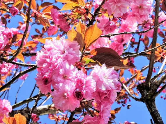 Sakura Cherry Blossoms Spring Flowers Downloadable Digital - Etsy