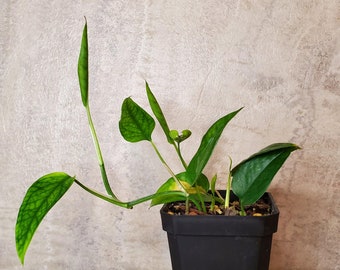 Pothos Skeleton Key - Etsy