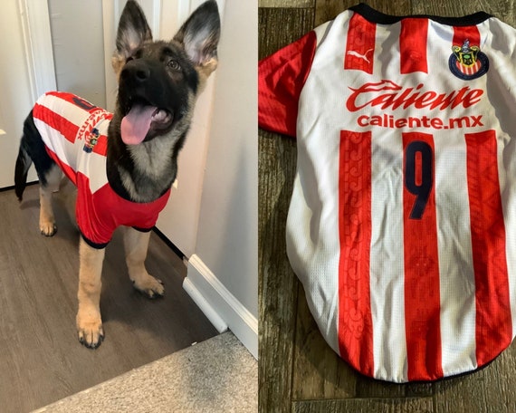 Chivas Guadalajara Mexico Futbol Soccer Dog Puppy Perro Jersey - Etsy