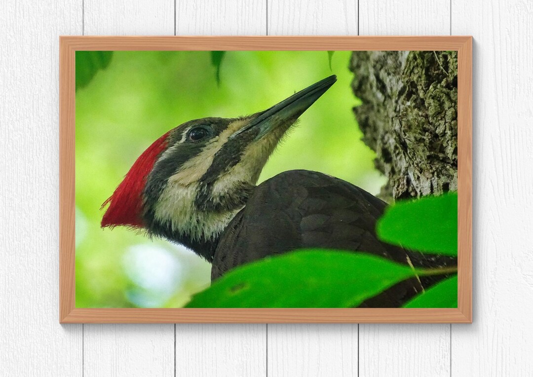 Pileated Woodpecker Photo, Digital Download, Woodland Woodpecker Photo ...