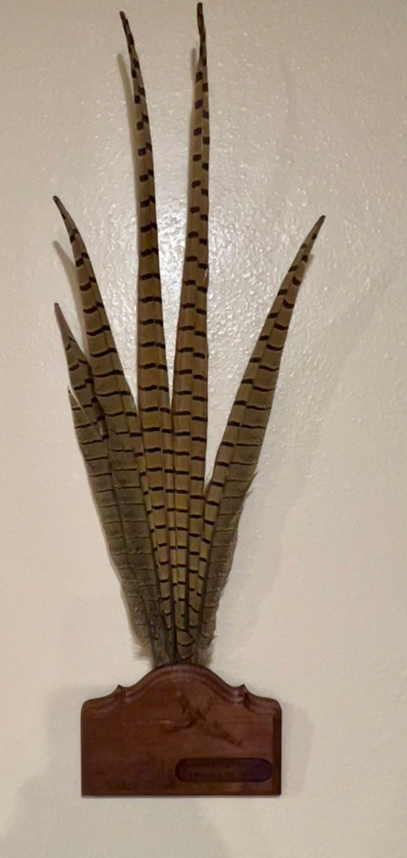 Pheasant Tail Mount - Etsy